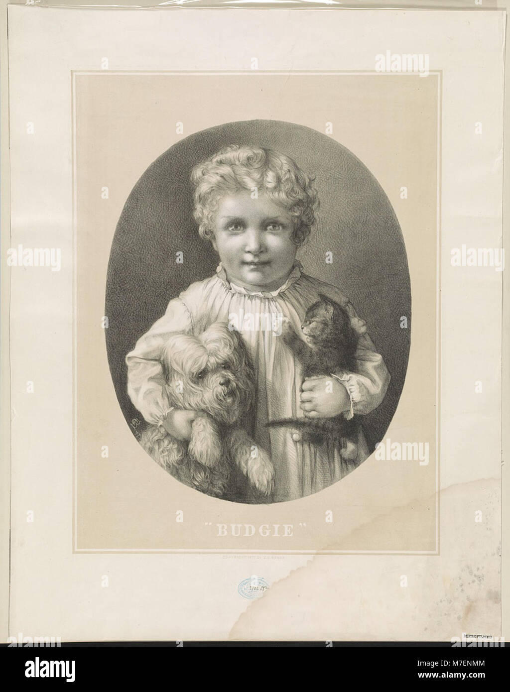 A photograph of a budgie, a small parrot species known for its vibrant ...