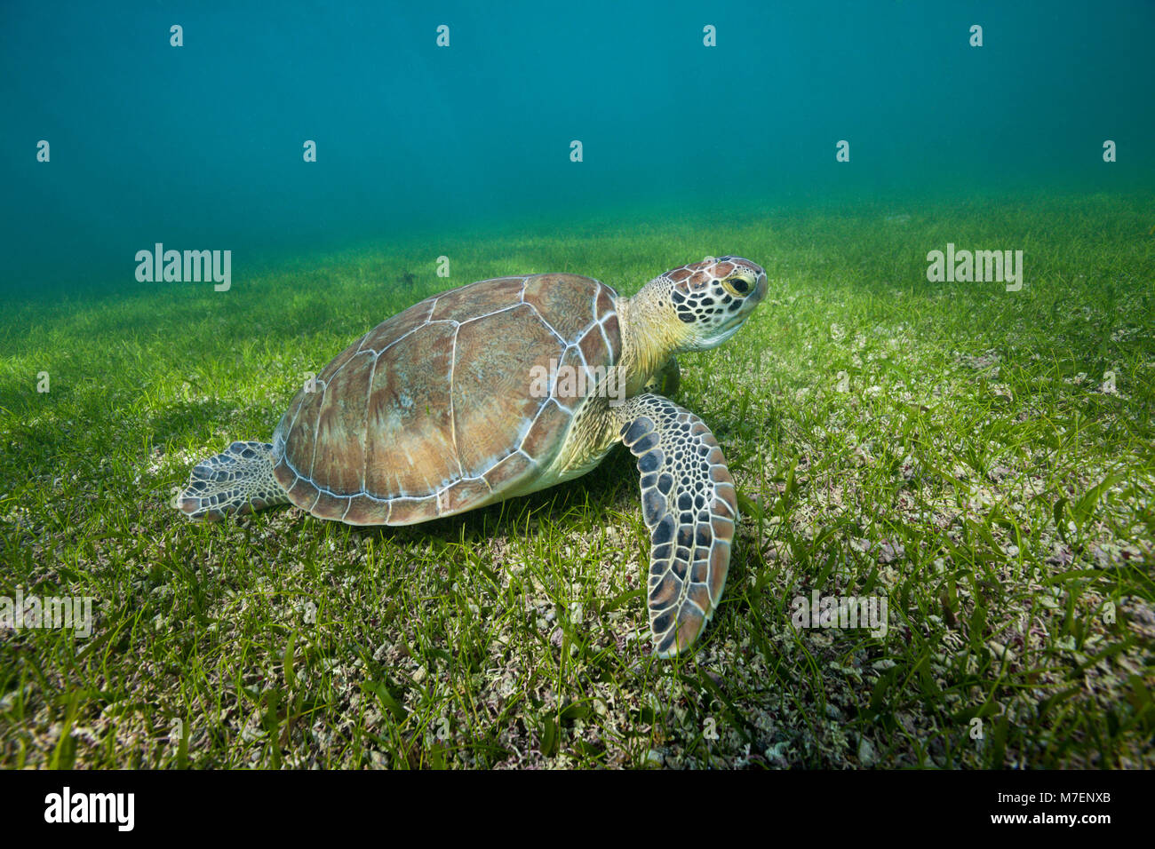 Green Sea Turtle, Chelonia mydas, Akumal, Tulum, Mexico Stock Photo - Alamy