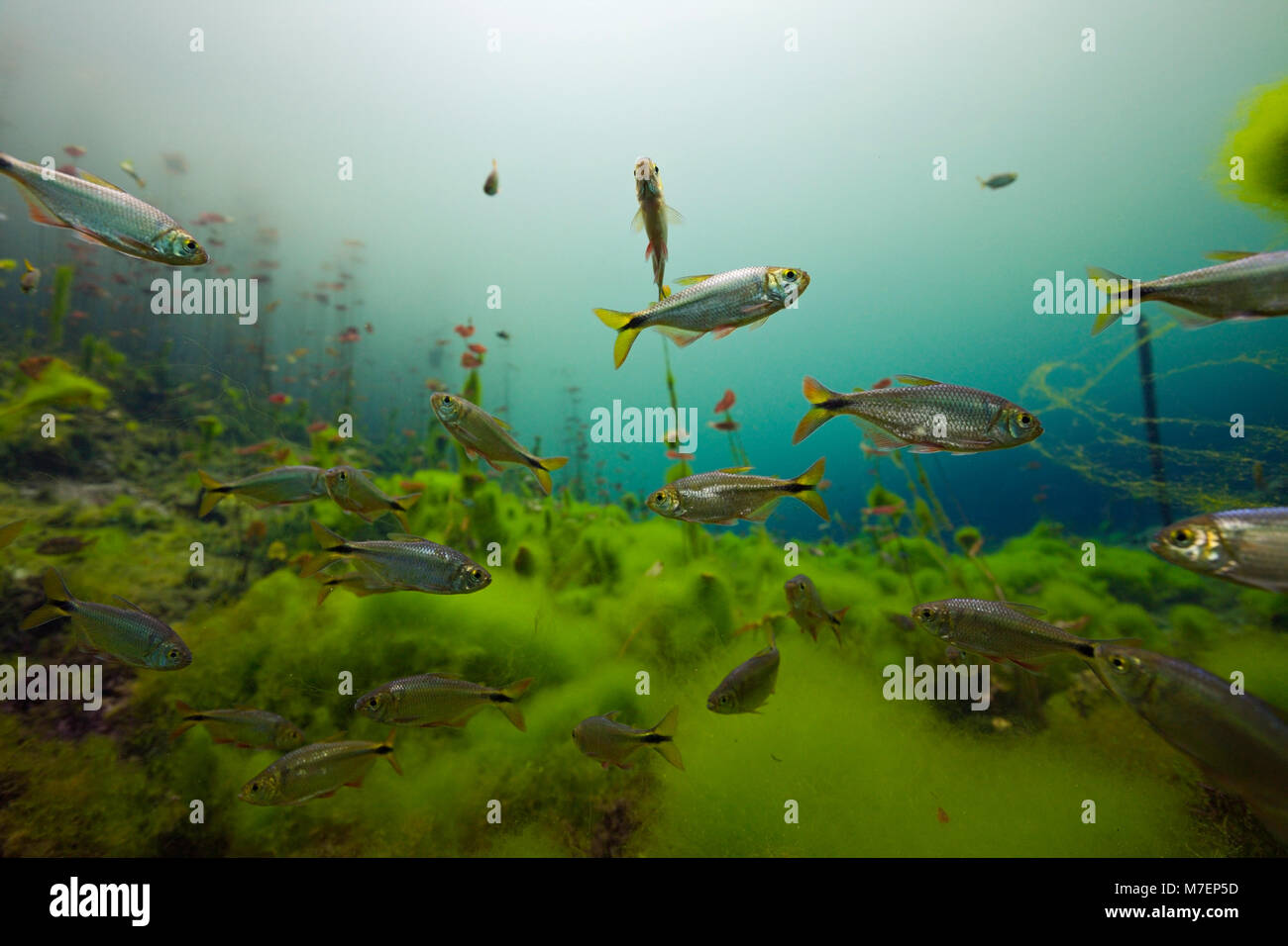 Yucatan cenote water lilies hi-res stock photography and images - Alamy