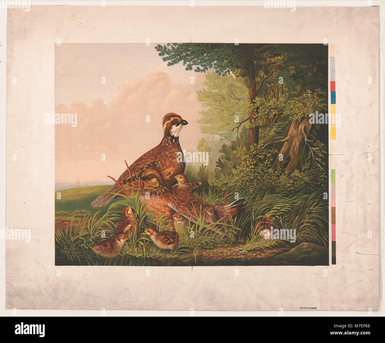 A depiction of quail and their young, capturing the natural behavior of ...