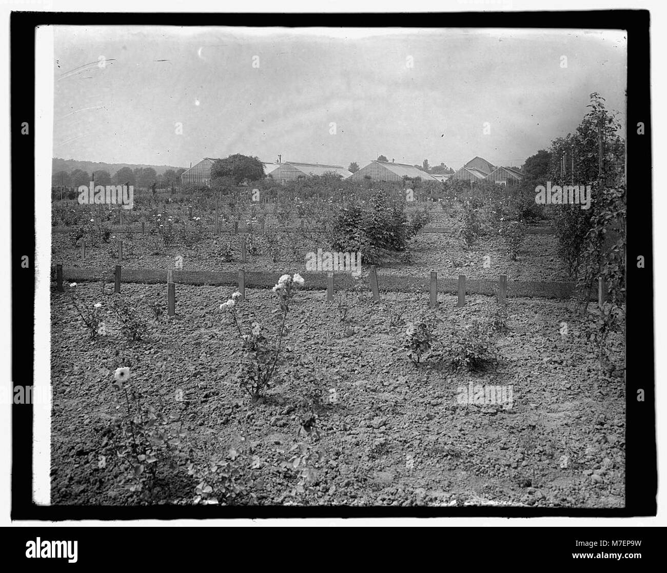 The historic rose farm hi-res stock photography and images - Alamy