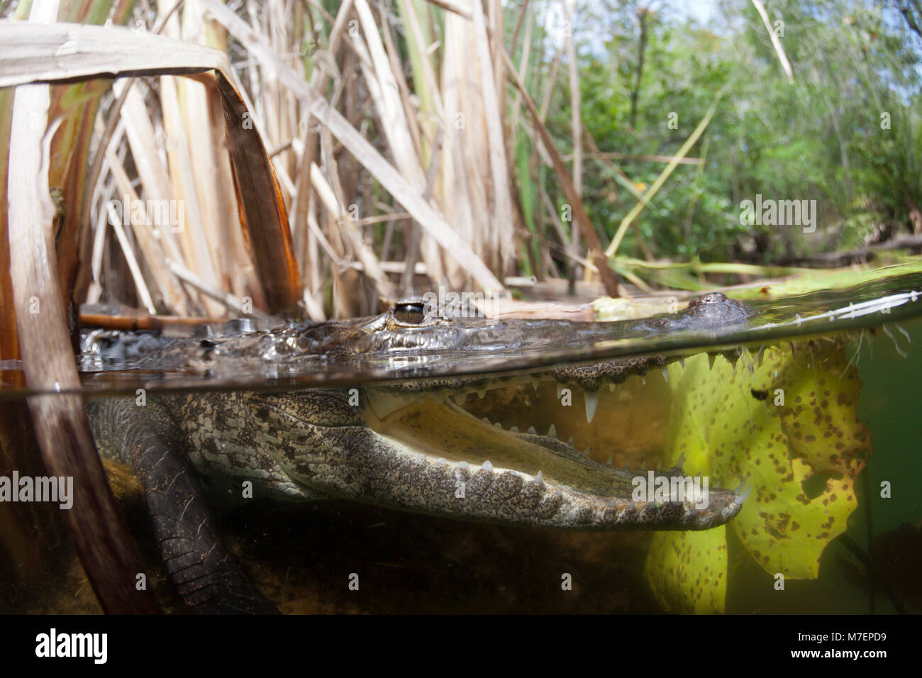 Morelets Crocodile, Crocodylus moreletii, Cancun, Yucatan, Mexico Stock ...