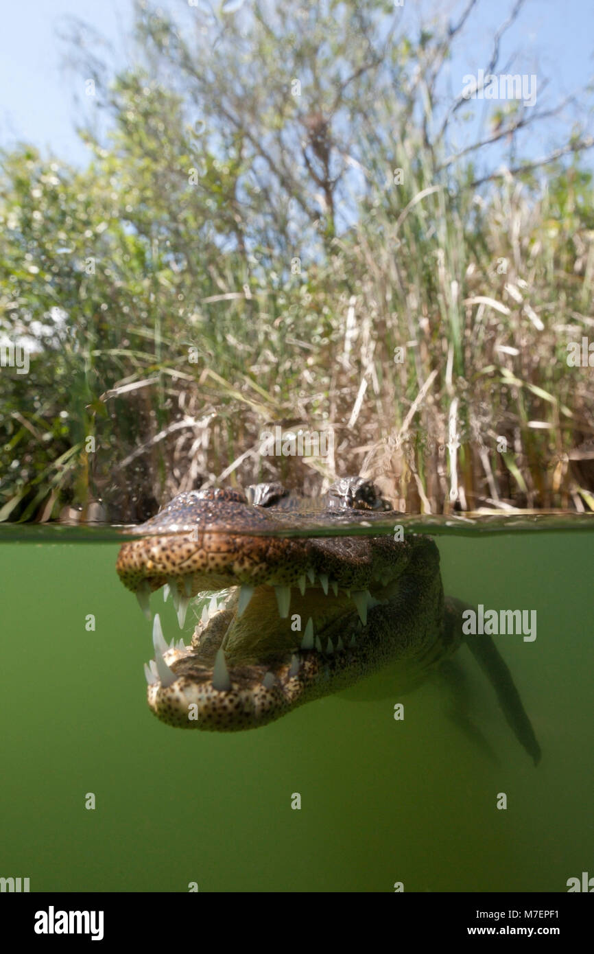 Morelets Crocodile, Crocodylus moreletii, Cancun, Yucatan, Mexico Stock ...