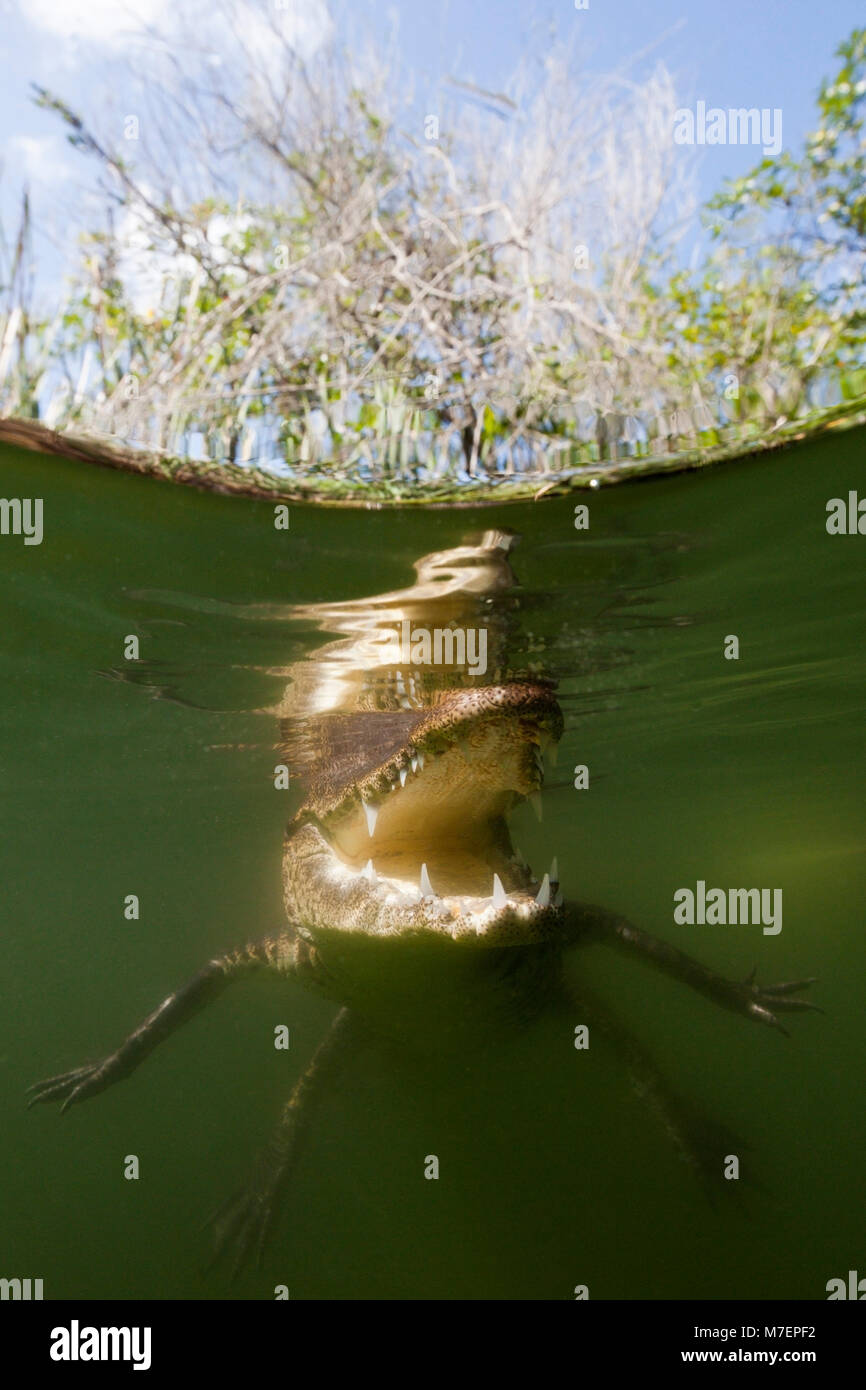 Morelets Crocodile, Crocodylus moreletii, Cancun, Yucatan, Mexico Stock ...