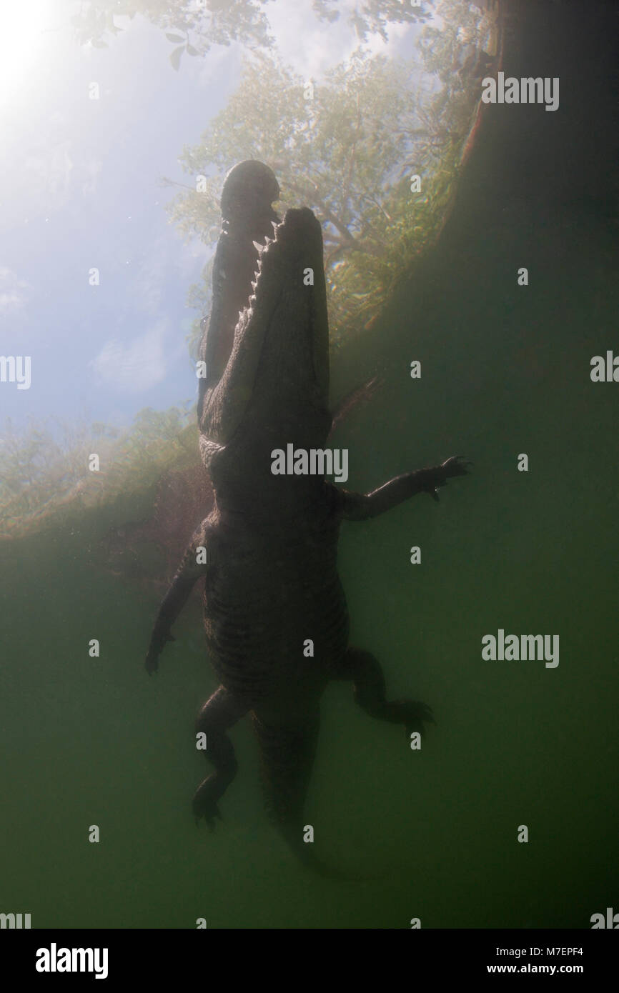 Morelets Crocodile, Crocodylus moreletii, Cancun, Yucatan, Mexico Stock ...