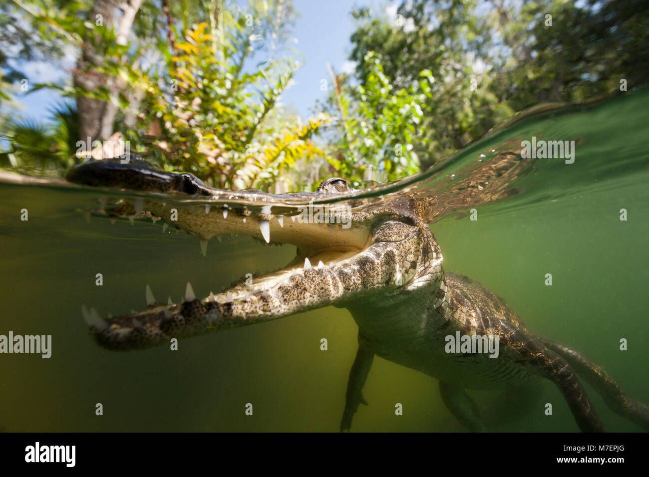 Morelets Crocodile, Crocodylus moreletii, Cancun, Yucatan, Mexico Stock ...