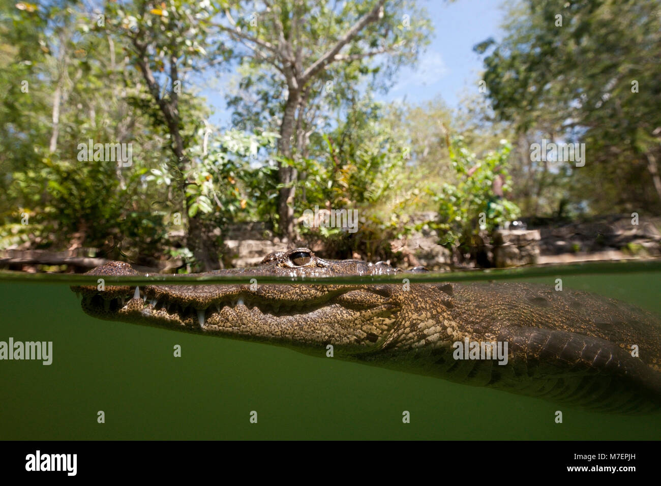 Morelets Crocodile, Crocodylus moreletii, Cancun, Yucatan, Mexico Stock ...