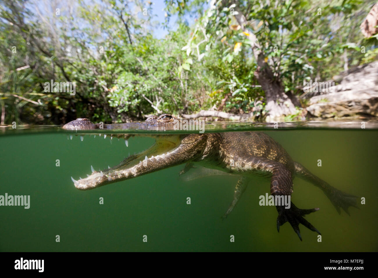 Morelets Crocodile, Crocodylus moreletii, Cancun, Yucatan, Mexico Stock ...