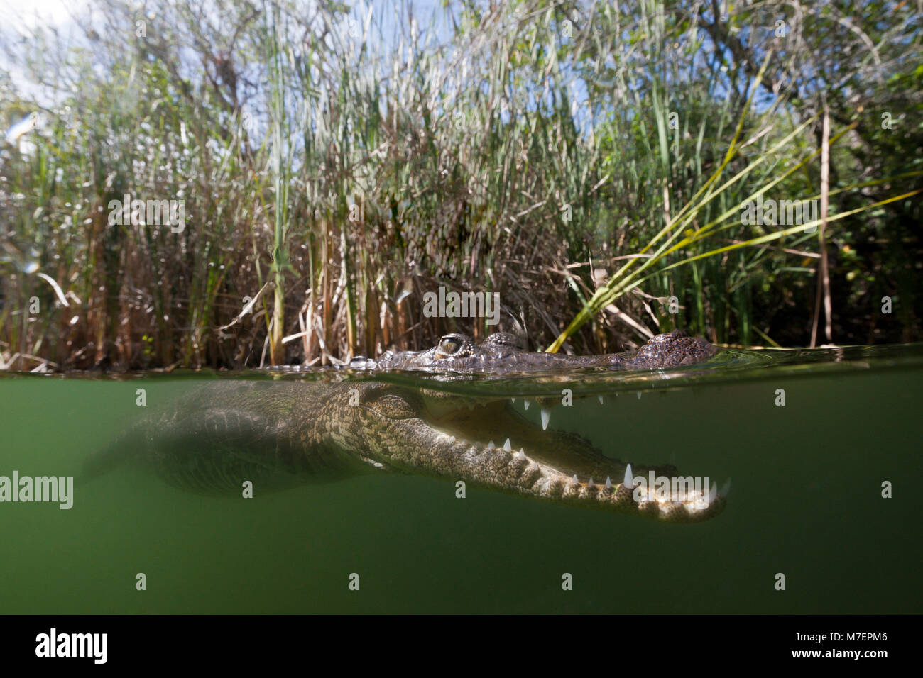 Morelets Crocodile, Crocodylus moreletii, Cancun, Yucatan, Mexico Stock ...