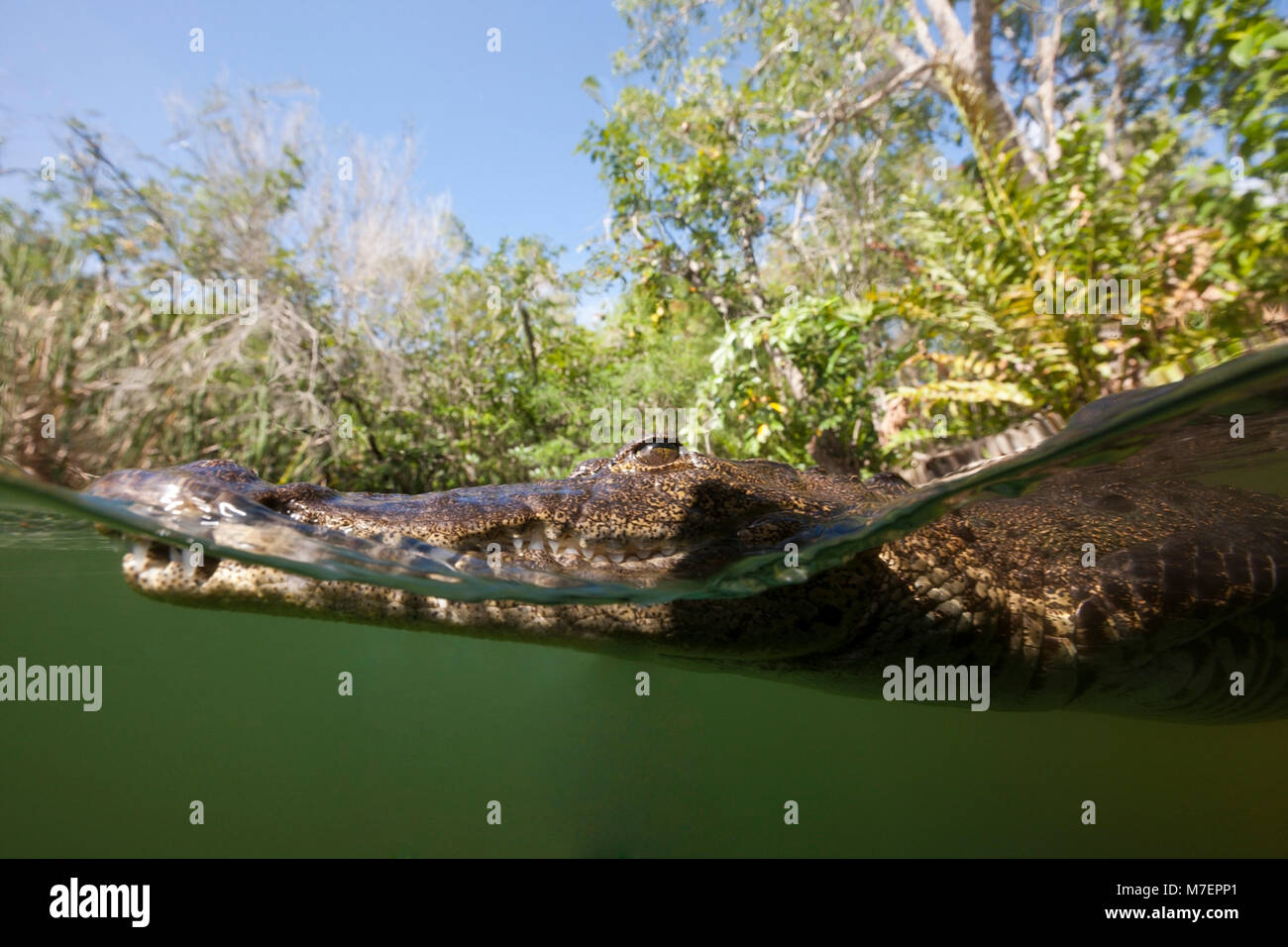 Morelets Crocodile, Crocodylus moreletii, Cancun, Yucatan, Mexico Stock ...