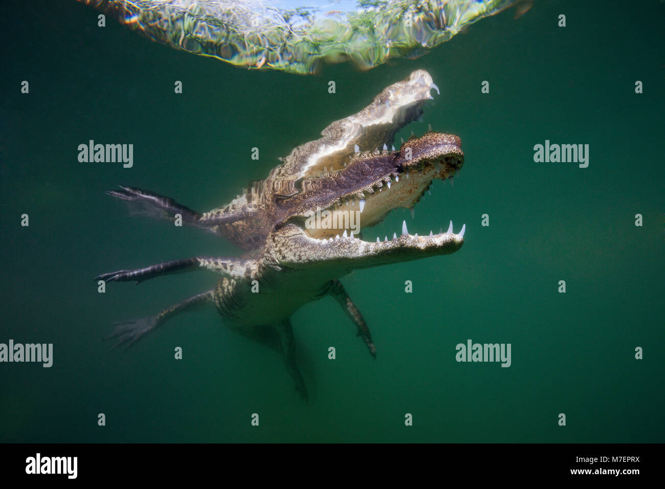 Morelets Crocodile, Crocodylus moreletii, Cancun, Yucatan, Mexico Stock ...