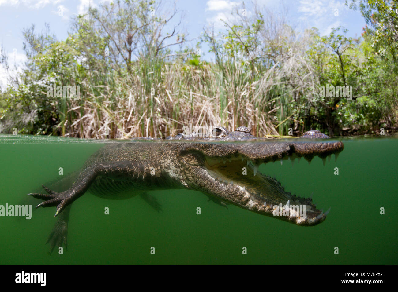 Morelets Crocodile, Crocodylus moreletii, Cancun, Yucatan, Mexico Stock ...