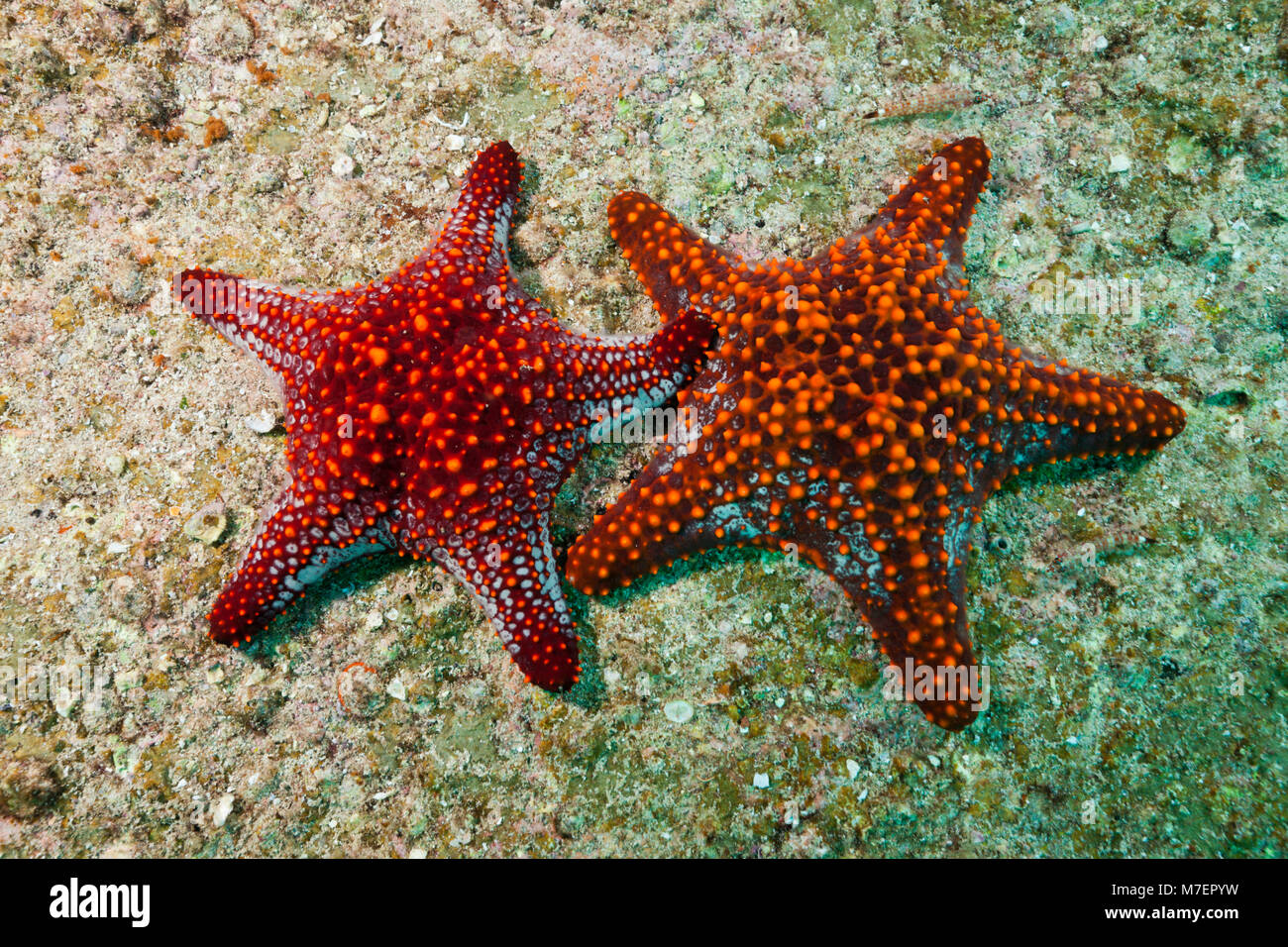 Pair of Panamic Cushion Starfish, Pentaceraster cumingii, La Paz, Baja ...