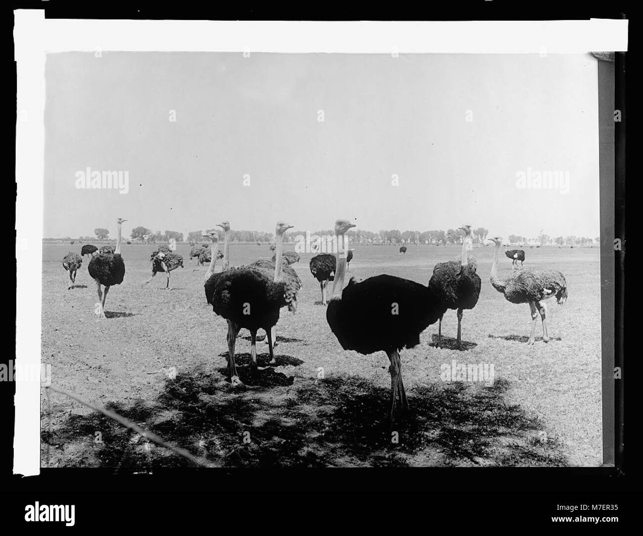 A historic photograph from the Chandler Ostrich Farm in Arizona ...