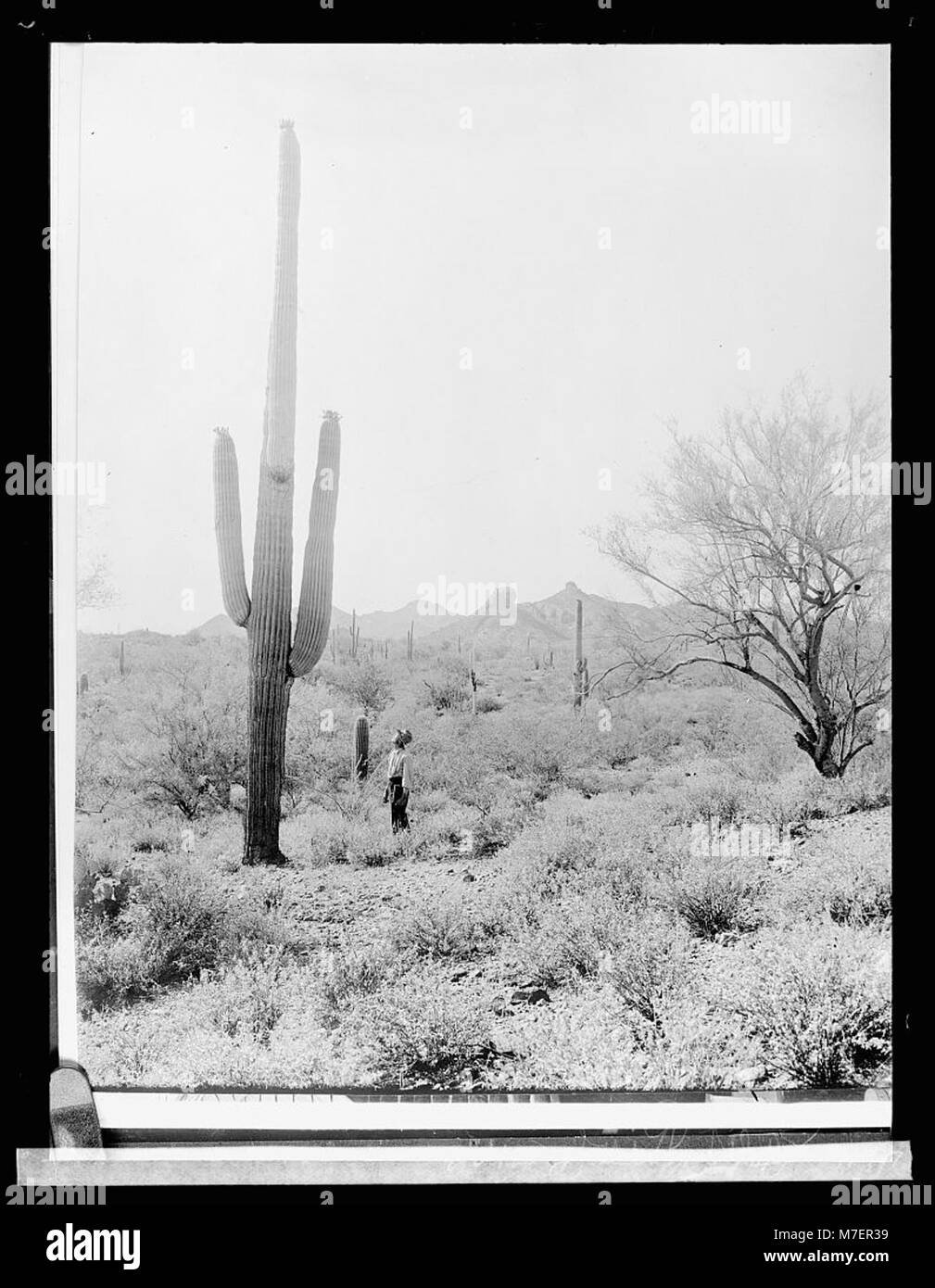 Salt River Project High Resolution Stock Photography and Images - Alamy