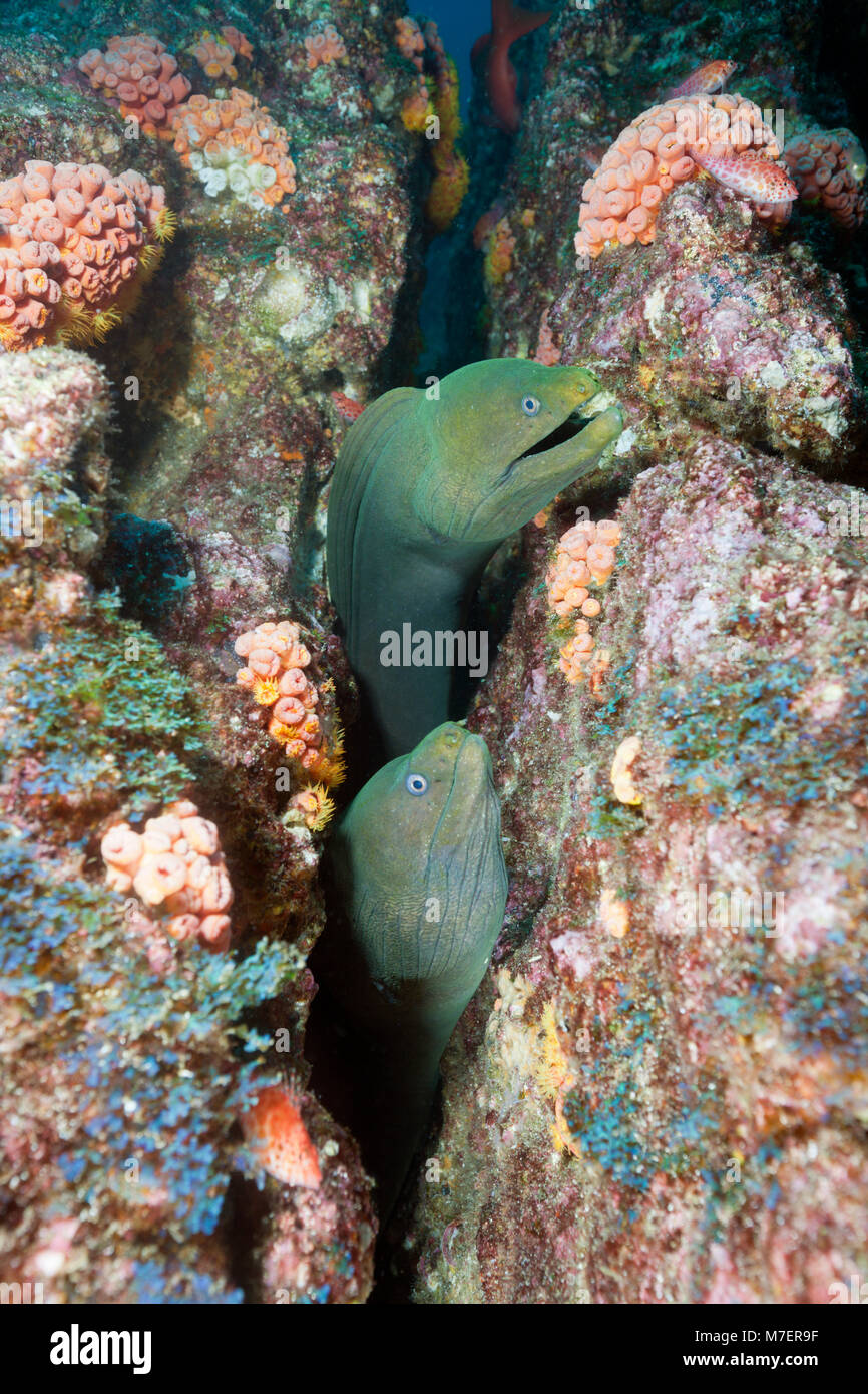 Group of Panamic Green Moray Eel hiding in Reef, Gymnothorax castaneus ...