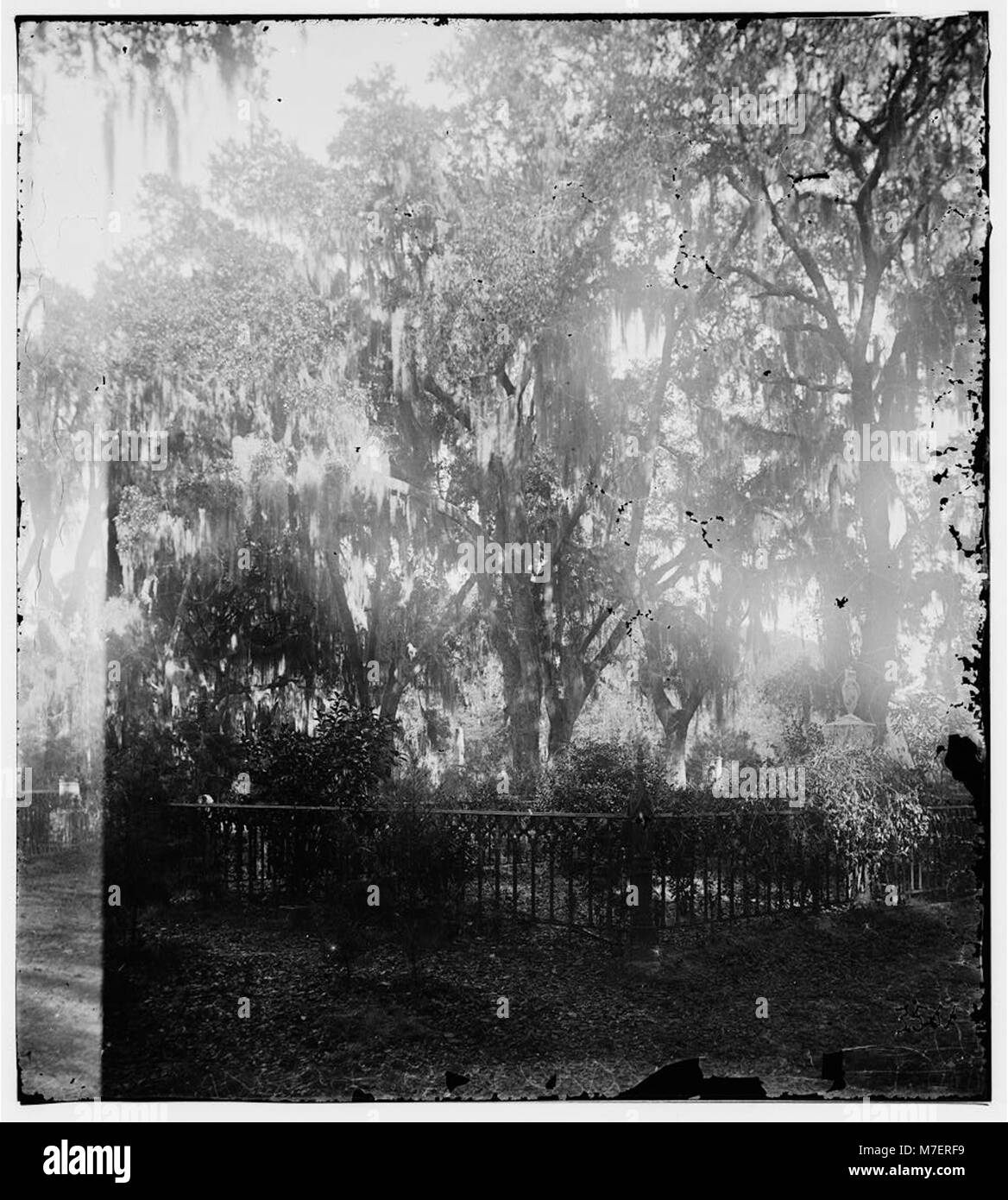 A historical photograph of a cemetery in Savannah, Georgia, showcasing ...