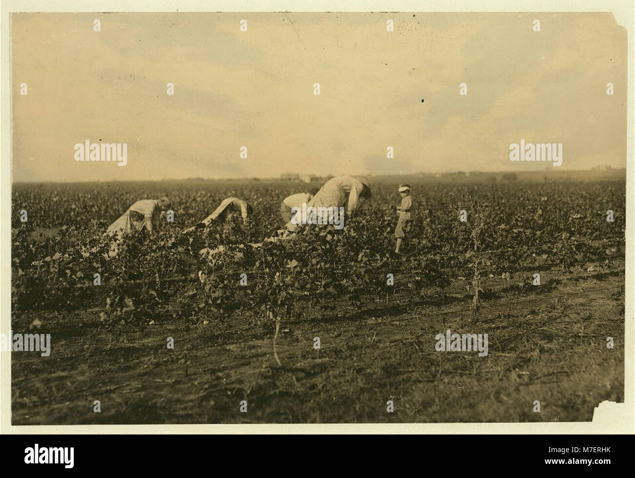 This photograph depicts a scene from a cotton field near Waxahachie ...
