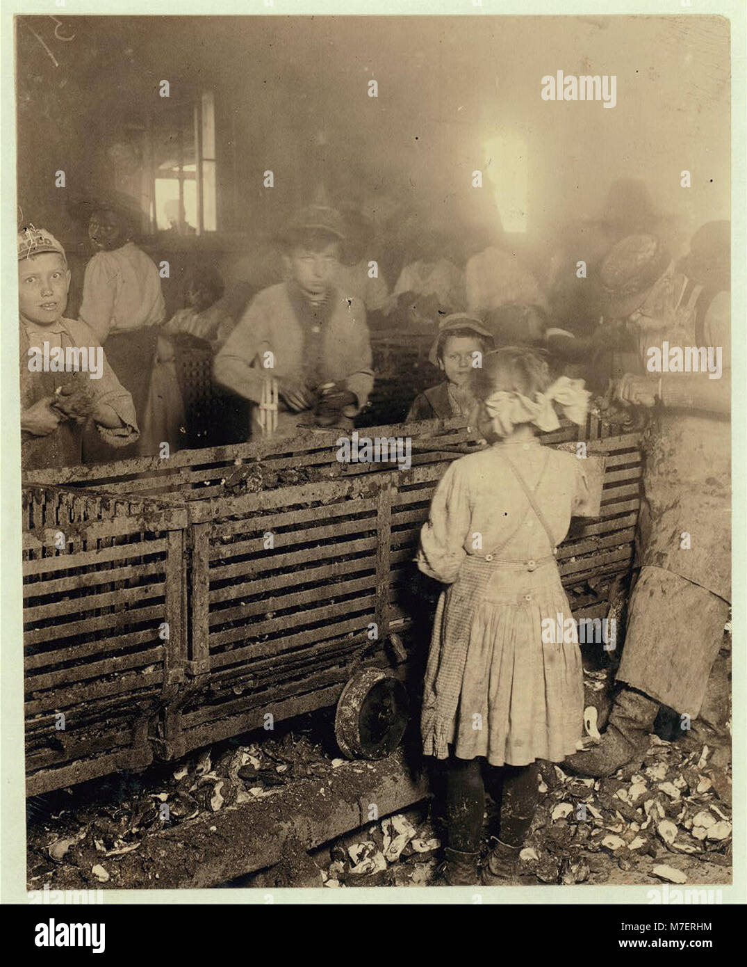 A photograph showing a young girl shucking oysters in a canning factory ...