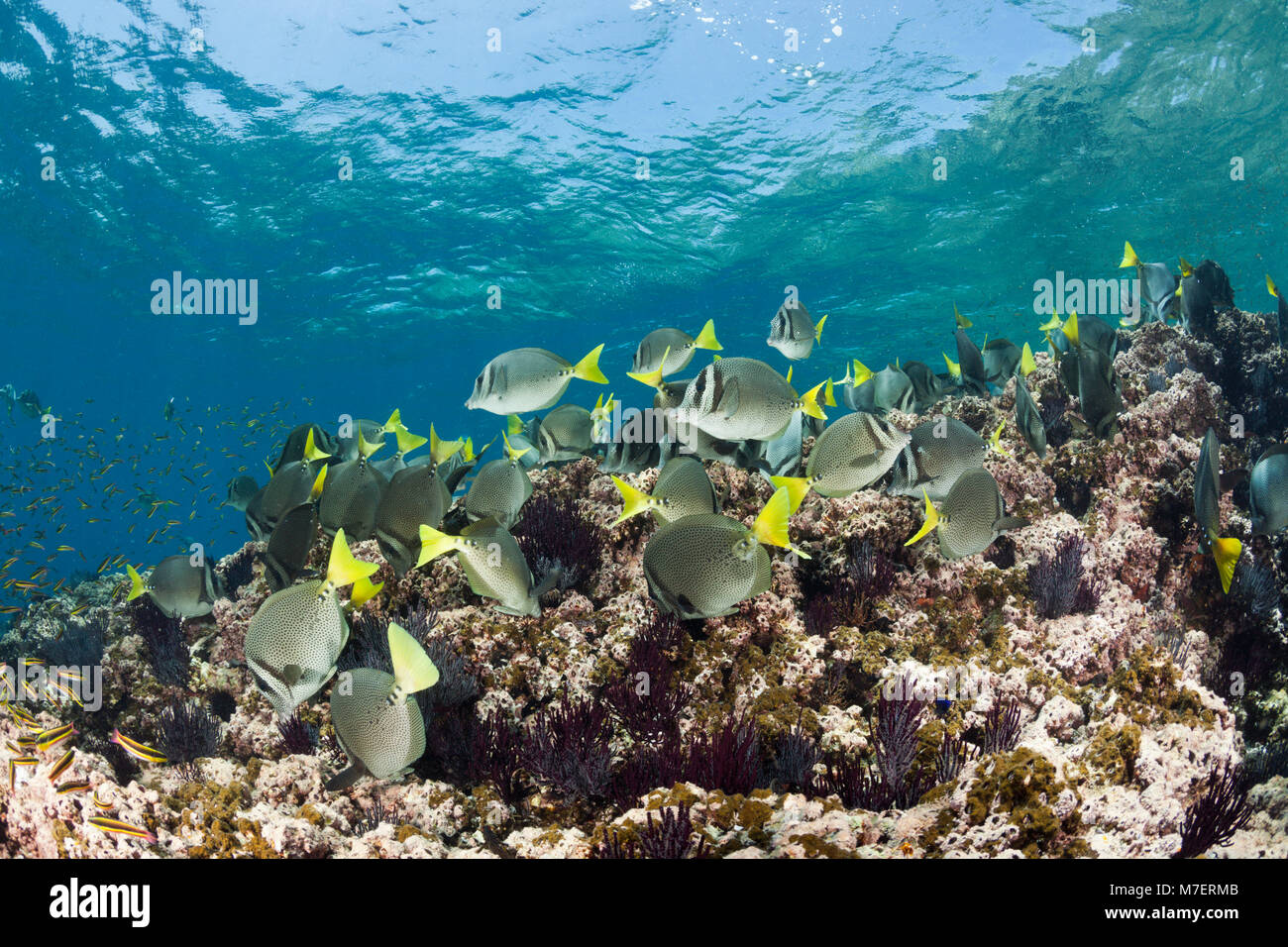 Shoal of Yellowtail Surgeonfish, Prionurus punctatus, La Paz, Baja ...
