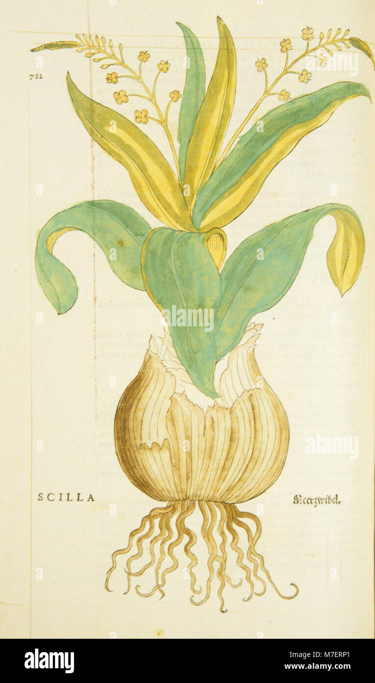 A detailed image of Scilla, also known as sea onion, highlighting its ...