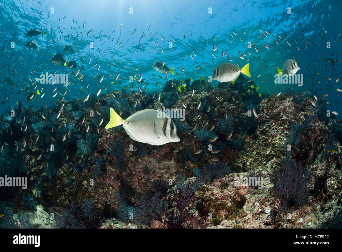 Shoal of Yellowtail Surgeonfish, Prionurus punctatus, La Paz, Baja ...