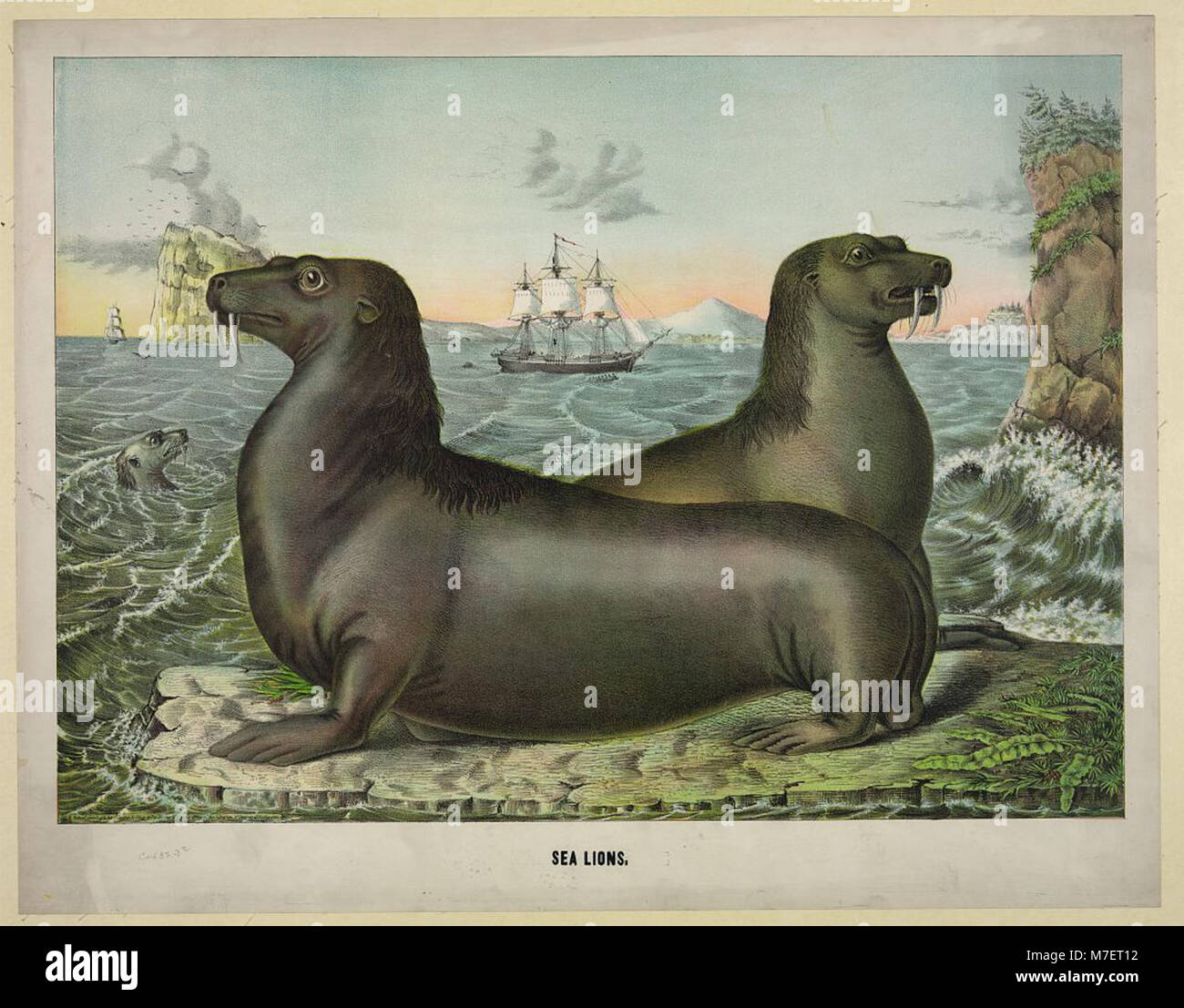 A photograph of sea lions, showcasing these marine mammals in their ...