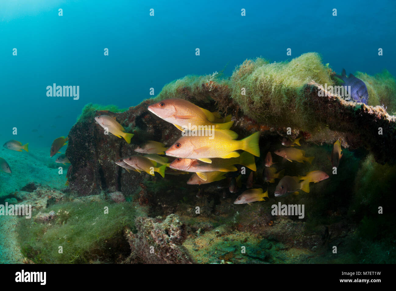 Amarillo Snapper at Swanee Wreck, Lutjanus argentiventris, La Paz, Baja ...