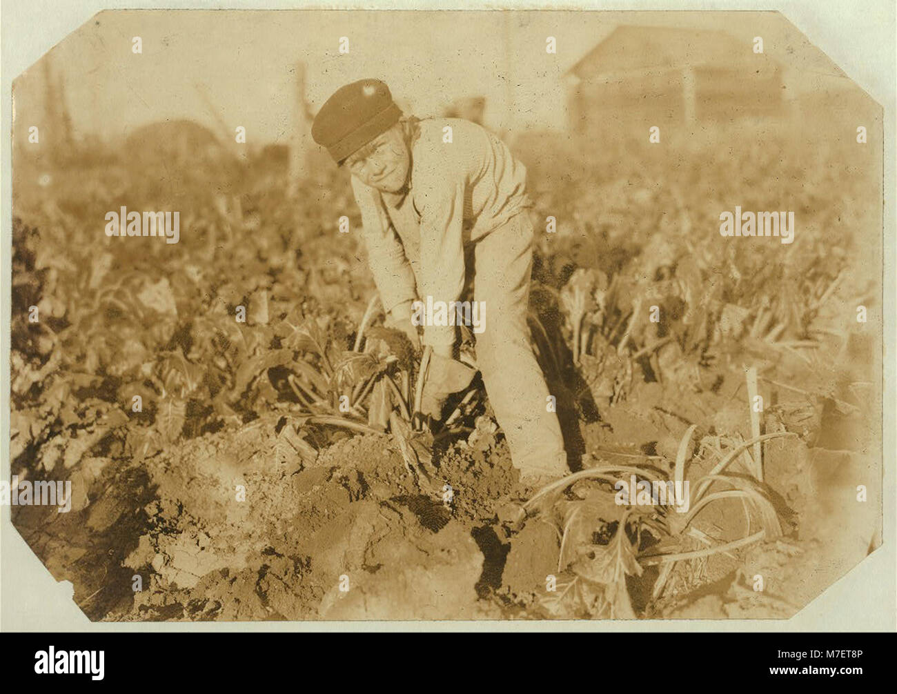 A photograph depicting an eight-year-old boy pulling beets ...