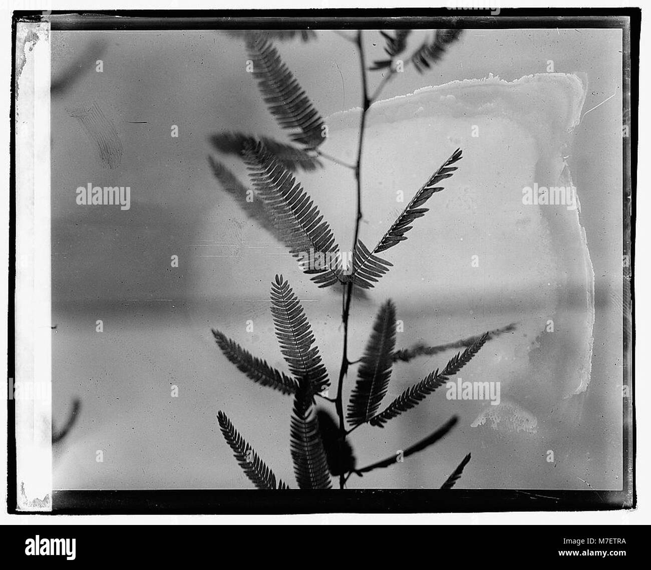 A botanical photograph of a sensitive plant in a garden setting ...