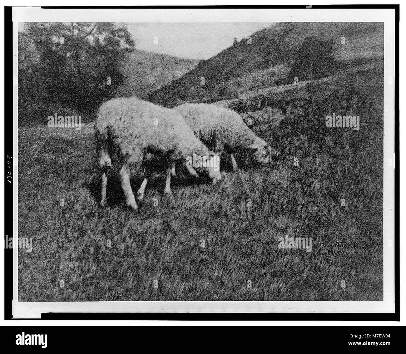 This image depicts sheep, commonly raised for wool, meat, and milk. The ...