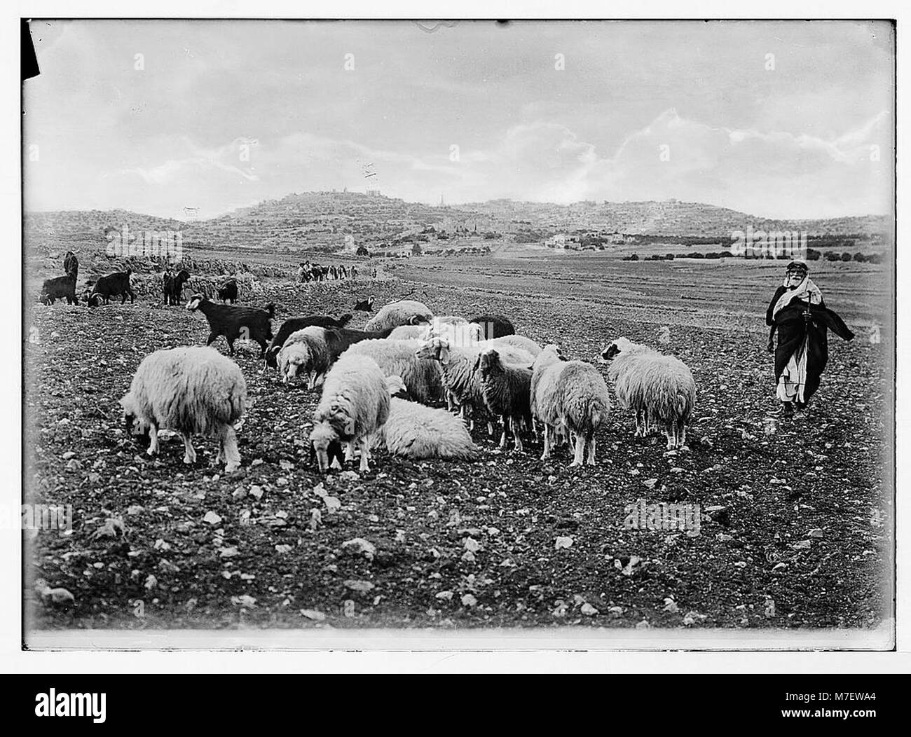 The Shepherds' Fields east of Bethlehem, a historic site in the Holy ...