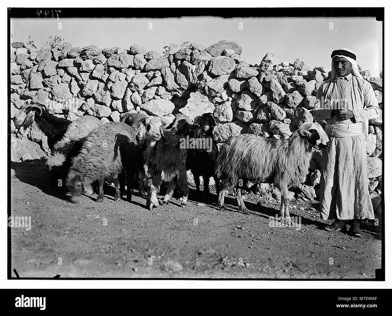 Shepherd leading sheep from sheep fold. Shepherd near Shepherds' Fields ...