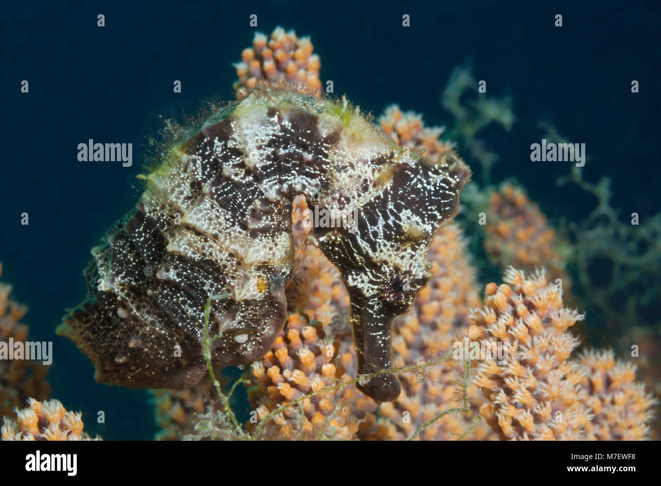 Pacific Seahorse, Hippocampus ingens, La Paz, Baja California Sur ...