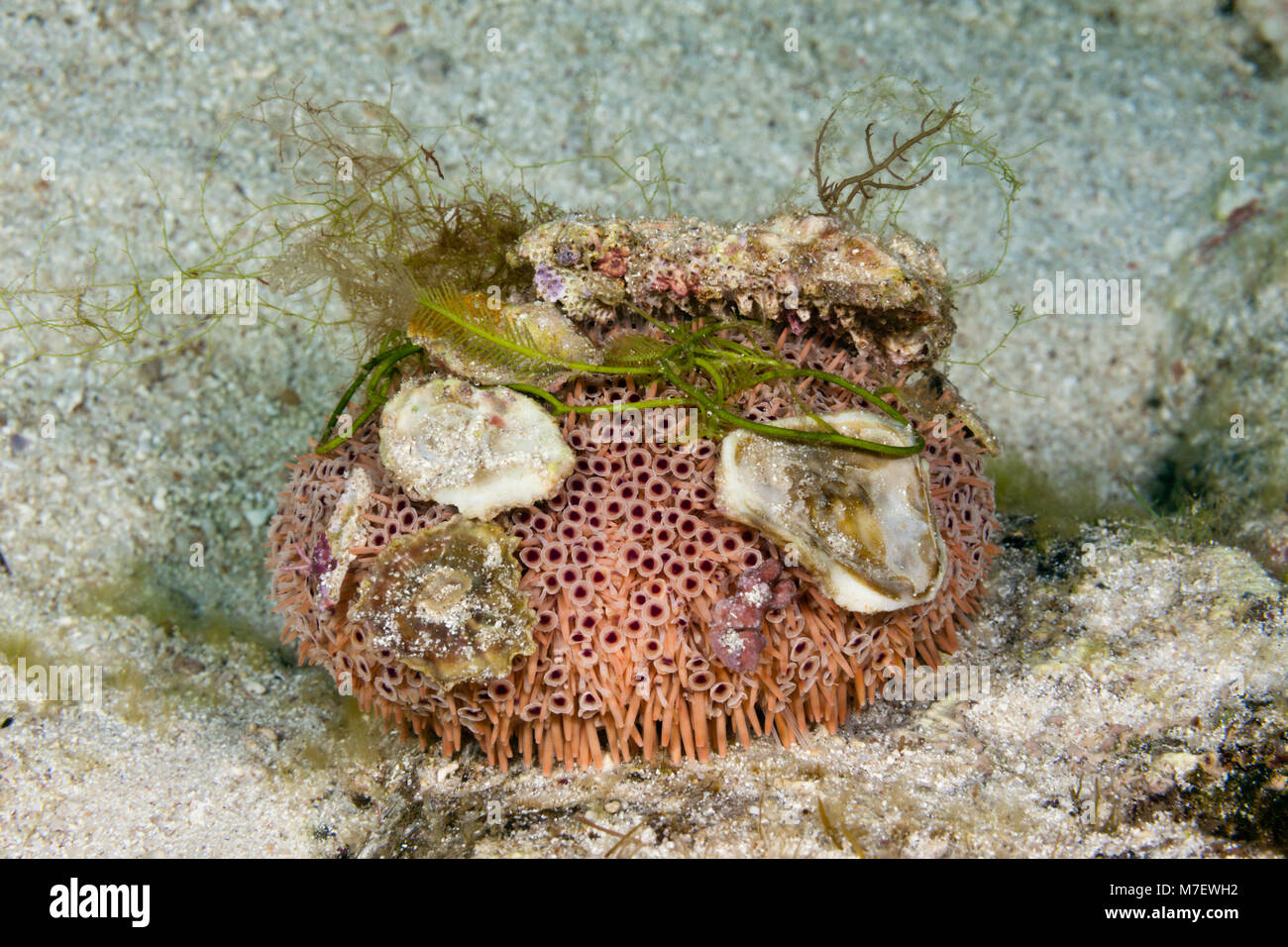 Toxic Sea Urchin, Toxopneustes roseus, La Paz, Baja California Sur ...