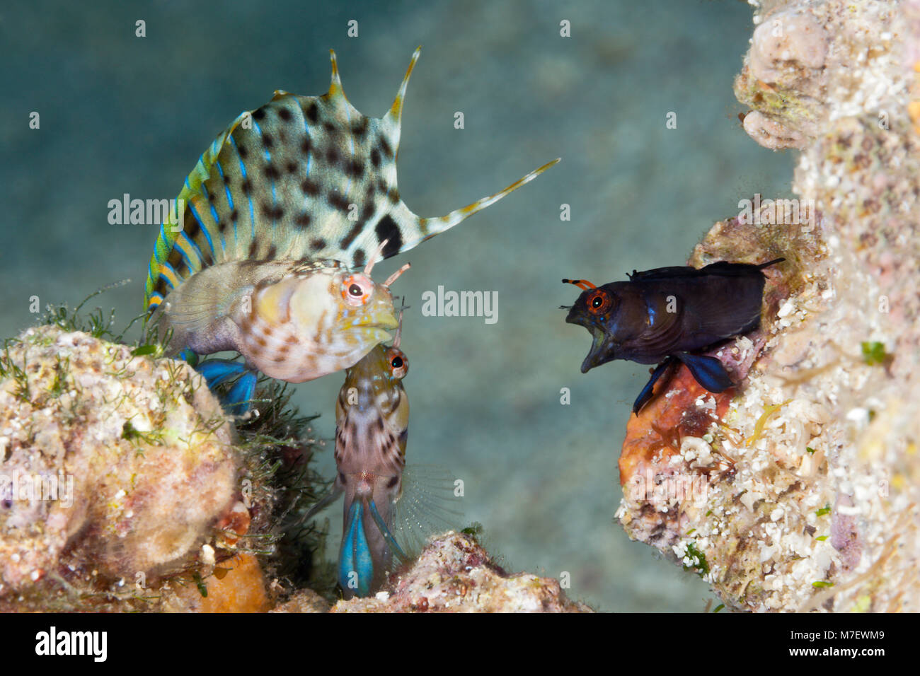 Elusive Signal Blennies in threatening posture, Emblemaria walkeri, La ...