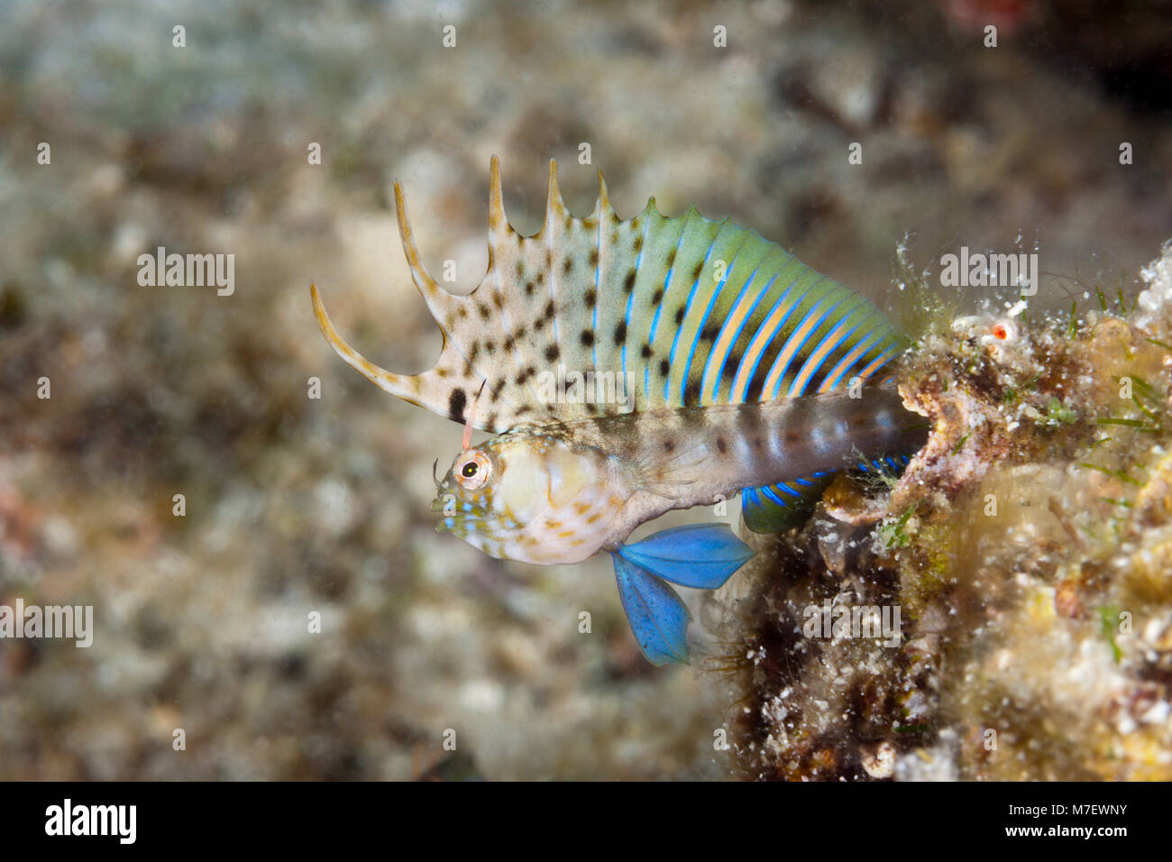 Elusive Signal Blennies in threatening posture, Emblemaria walkeri, La ...