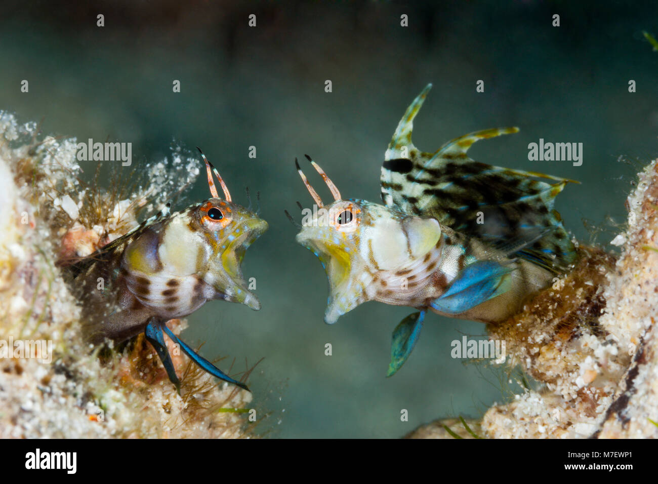 Elusive Signal Blennies in threatening posture, Emblemaria walkeri, La ...