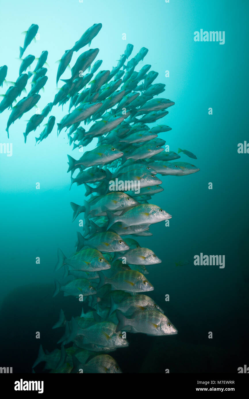 Shoal of Pacific Dog Snapper, Lutjanus novemfasciatus, Cabo Pulmo, Baja ...