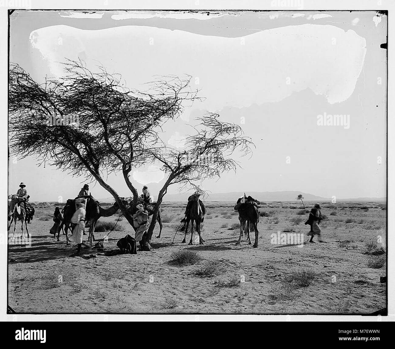 Sinai. Caravan in the heart of the desert of el-Ka'a (Wilderness of Sin ...