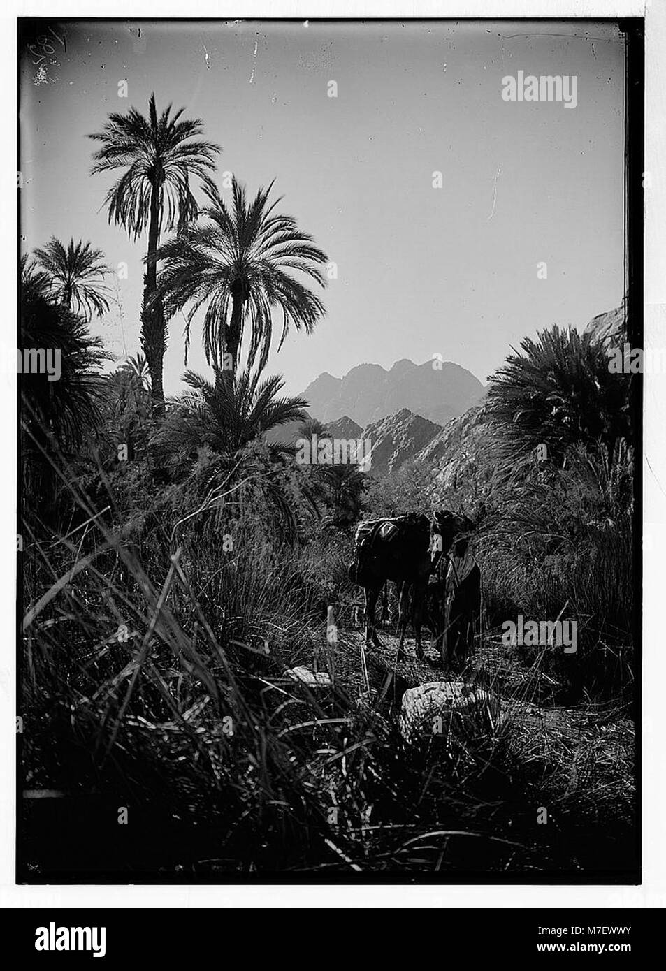 Gebel Serbal, located in Sinai, is a prominent mountain known for its ...