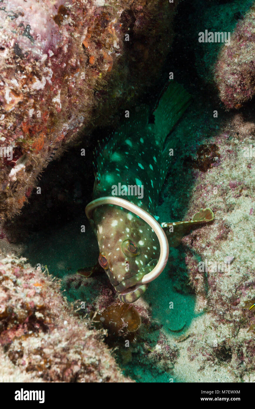 Starry Grouper captures Garden Eel, Epinephelus labriformes, Cabo Pulmo ...