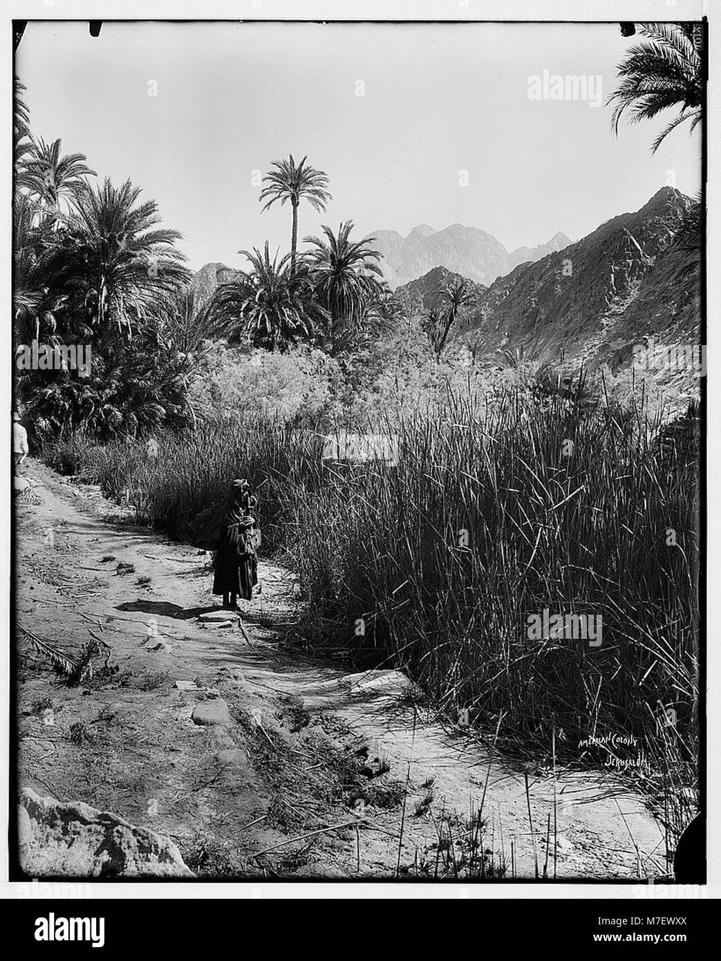 An image of an oasis in Wady Feiran, with Jebel Serbal in the ...