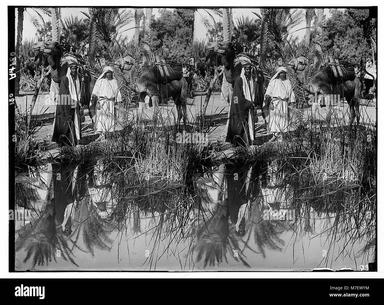 A photograph depicting the Spring of Moses in the Sinai region ...