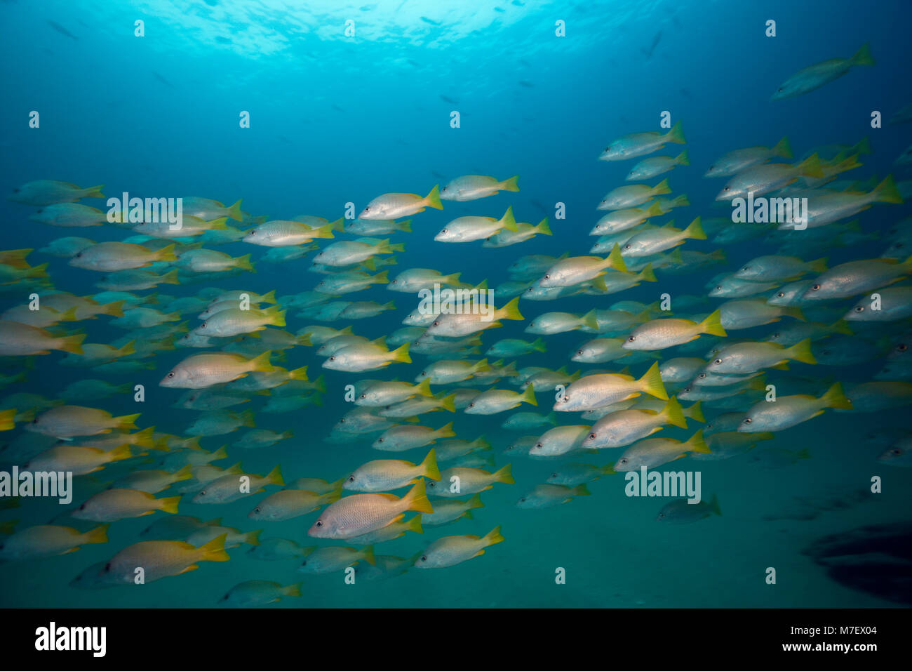 Shoal of Amarillo Snapper, Lutjanus argentiventris, Cabo Pulmo, Baja ...