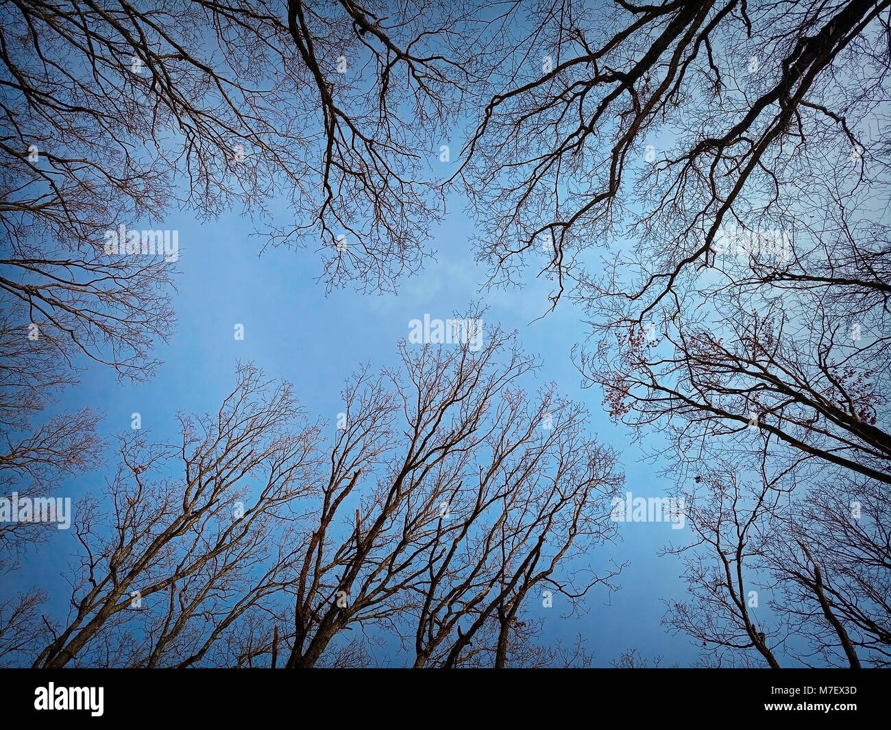 Canopy forest low angle hi-res stock photography and images - Alamy