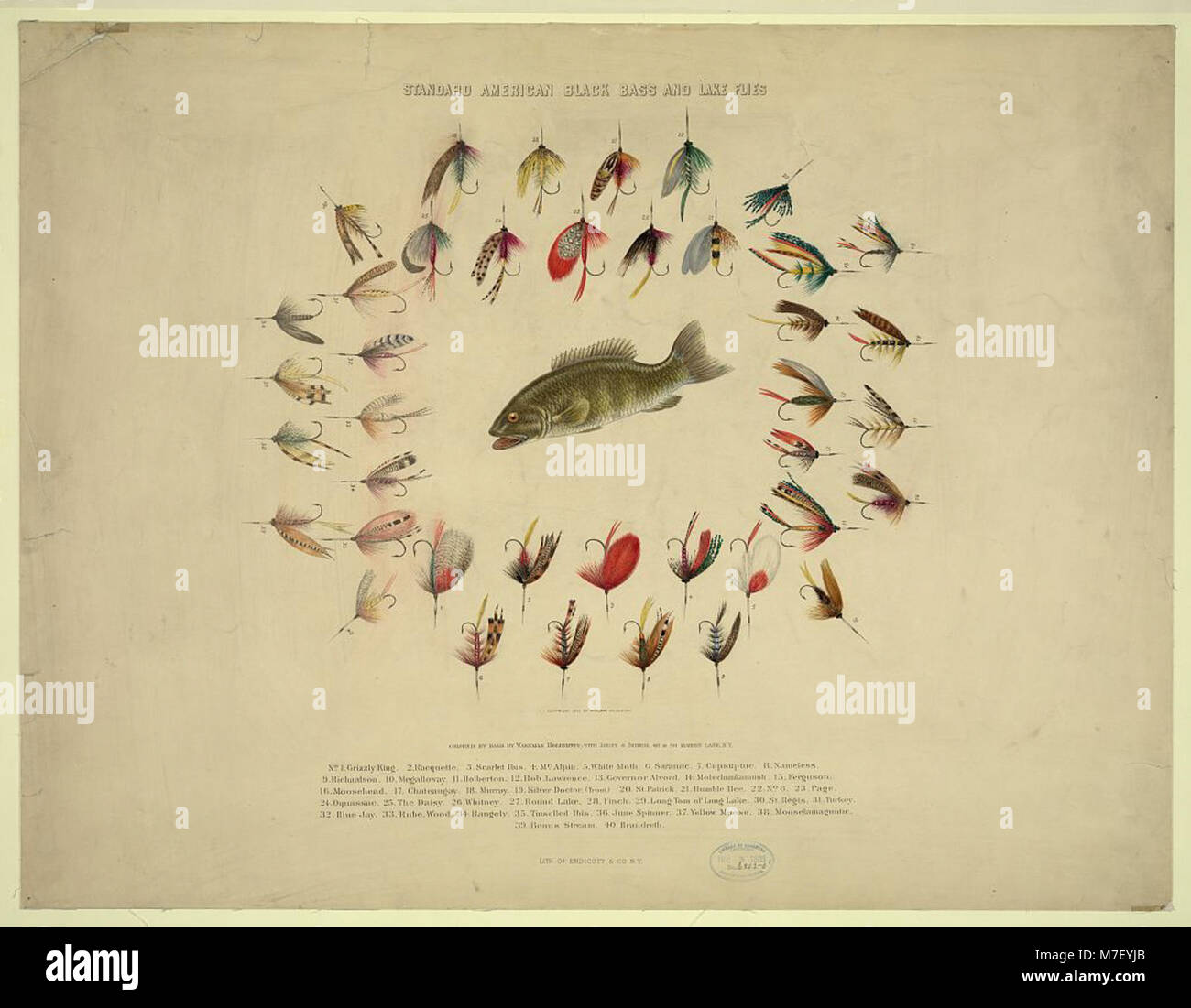 A natural history photograph of the Standard American black bass ...