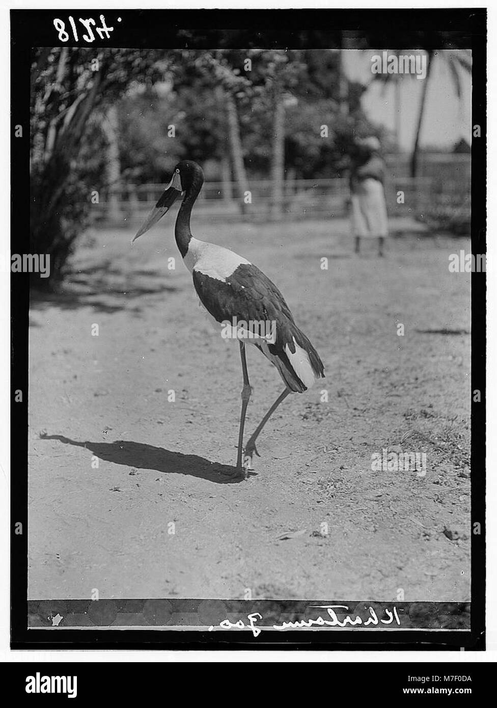 Showcasing striking red Black and White Stock Photos & Images - Alamy