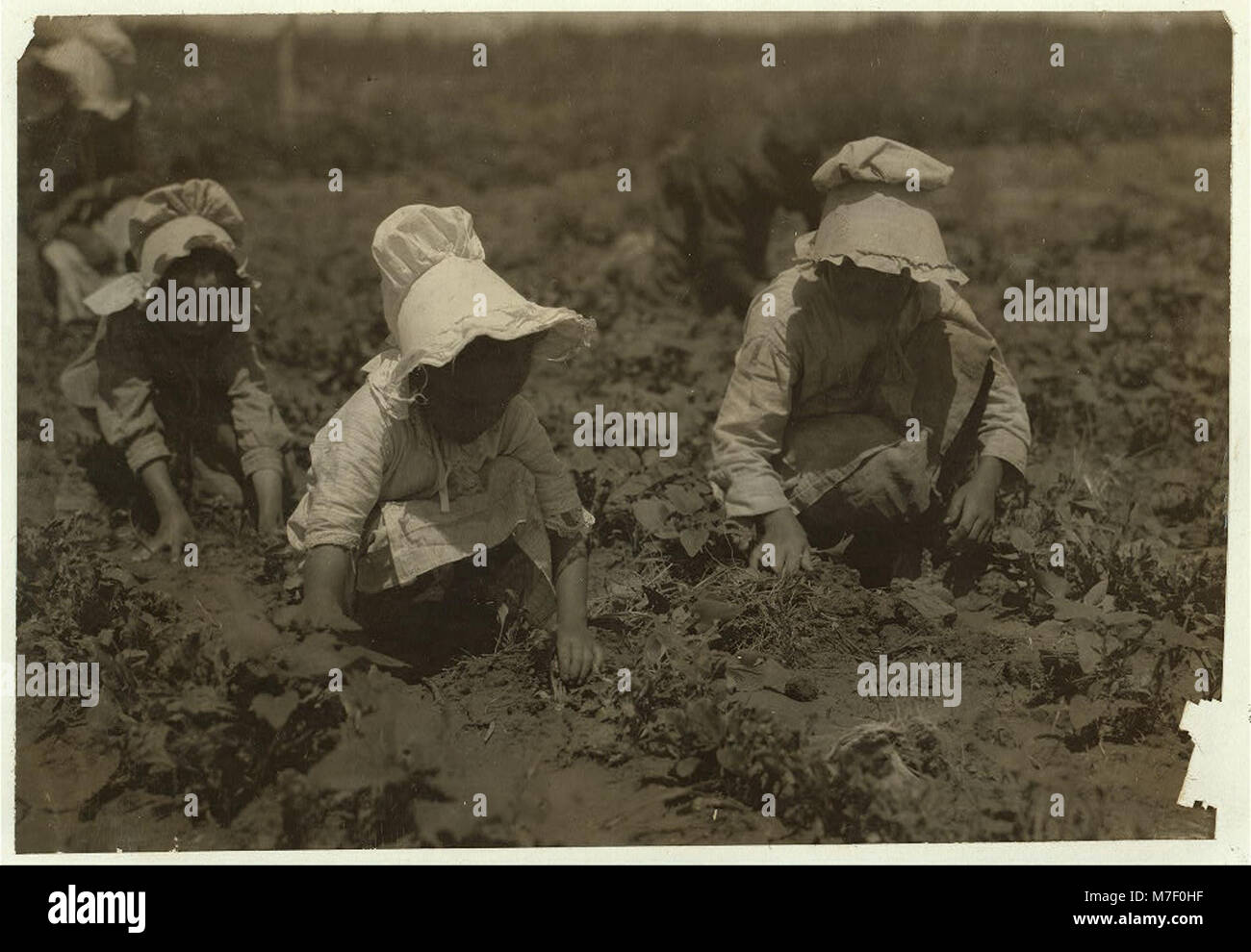 A photo of young sugar beet workers in Sugar City, Colorado, including ...