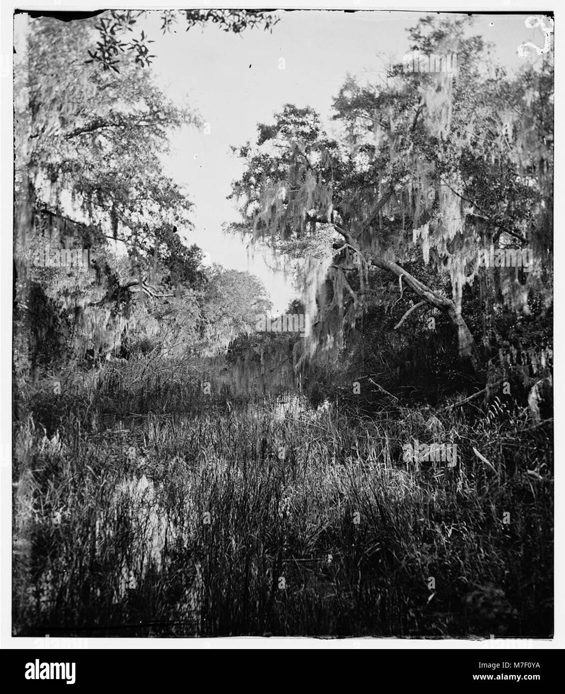 A swamp scene captured in photography, highlighting the wetland ...